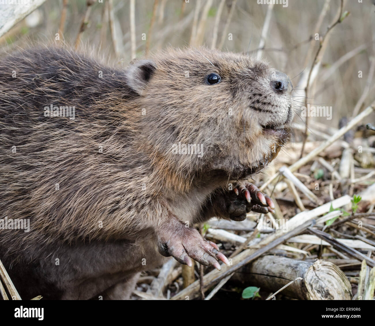 Castor fiber teeth -Fotos und -Bildmaterial in hoher Auflösung – Alamy