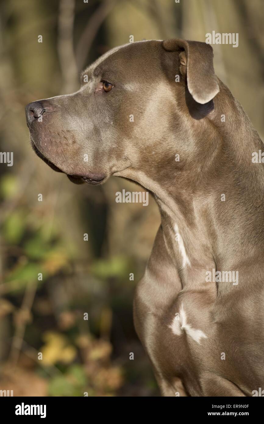 Weimaraner boxer -Fotos und -Bildmaterial in hoher Auflösung – Alamy