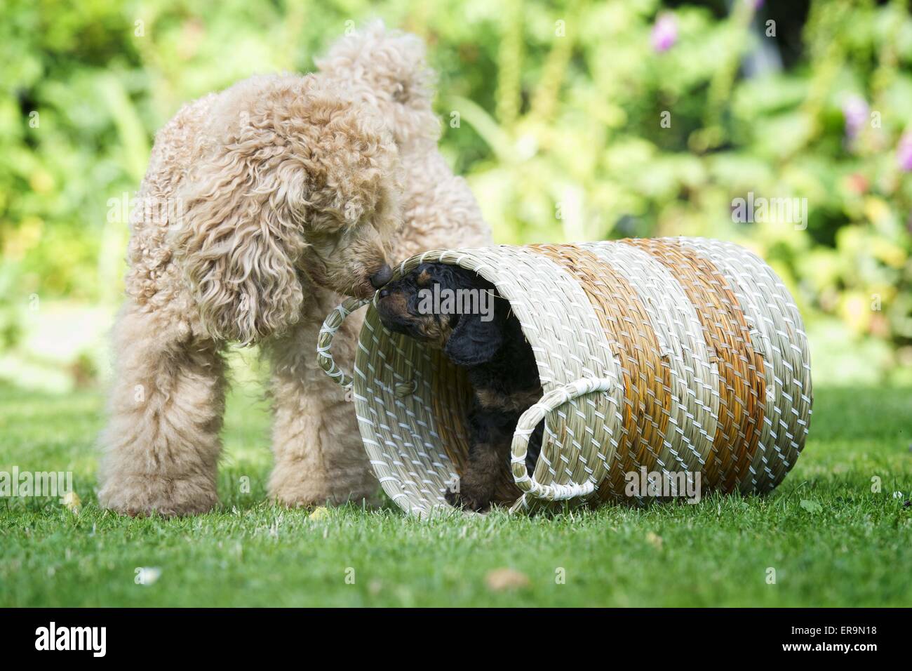 Small poodle -Fotos und -Bildmaterial in hoher Auflösung – Alamy