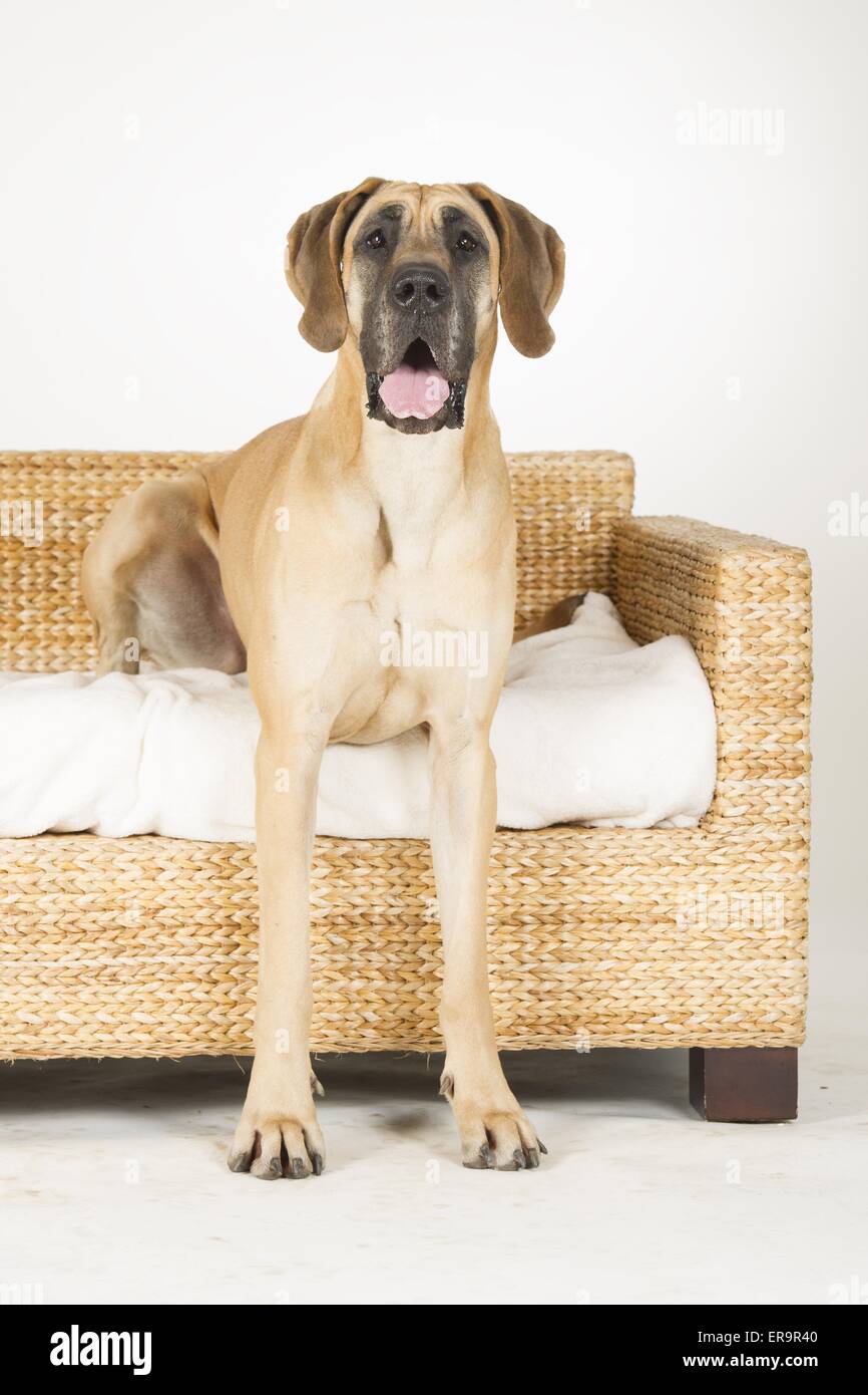 Deutsche dogge lustig -Fotos und -Bildmaterial in hoher Auflösung – Alamy