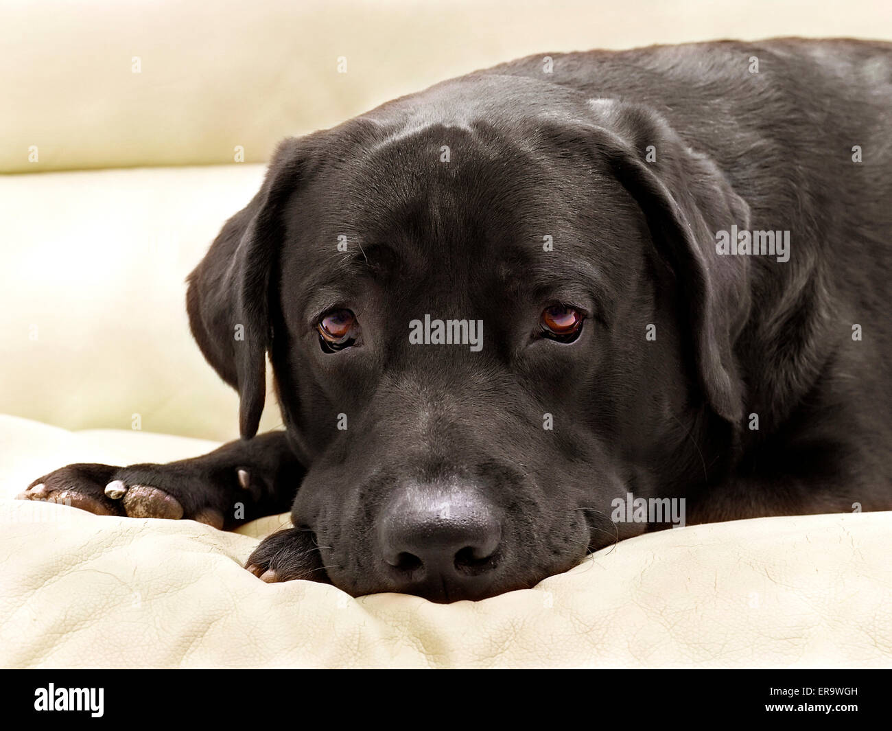 Schwarzer labrador hautnah -Fotos und -Bildmaterial in hoher Auflösung ...
