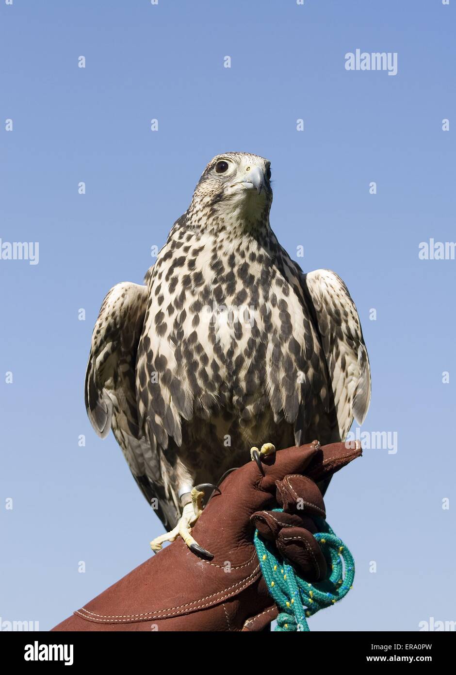 Falkner gerfalke -Fotos und -Bildmaterial in hoher Auflösung – Alamy