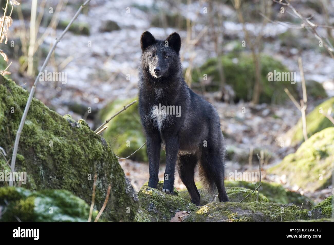 Timberwolf, canis lupus lycaon -Fotos und -Bildmaterial in hoher ...