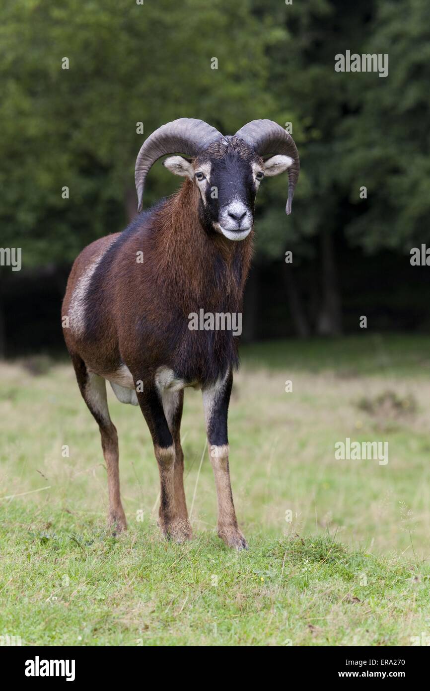 Argali sheep -Fotos und -Bildmaterial in hoher Auflösung – Alamy