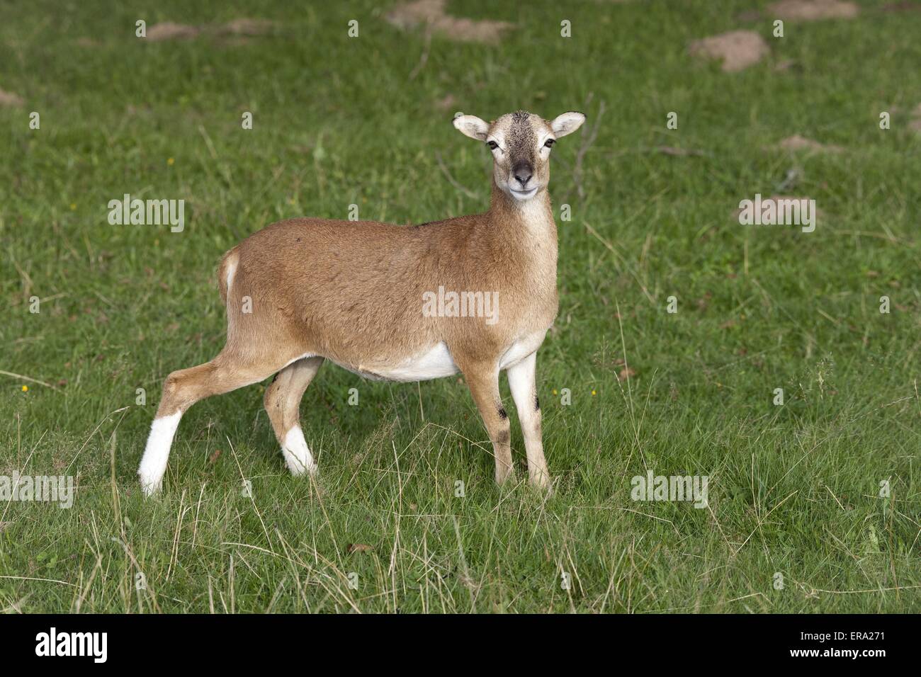 Argali sheep -Fotos und -Bildmaterial in hoher Auflösung – Alamy