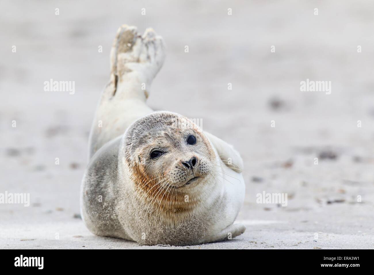 Robbe tier -Fotos und -Bildmaterial in hoher Auflösung – Alamy