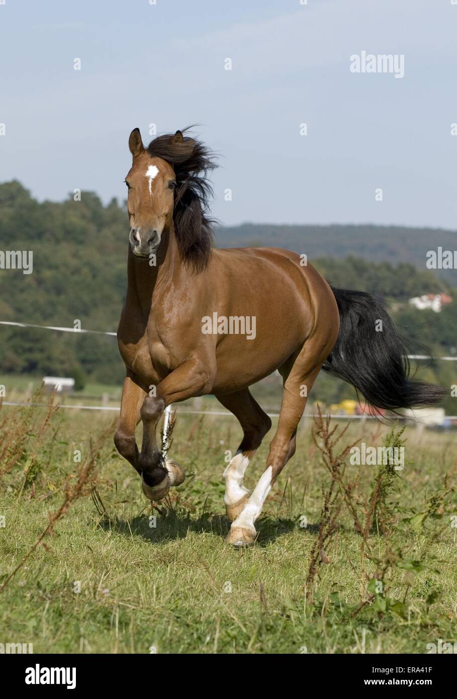 Warm pferd galopp -Fotos und -Bildmaterial in hoher Auflösung – Alamy
