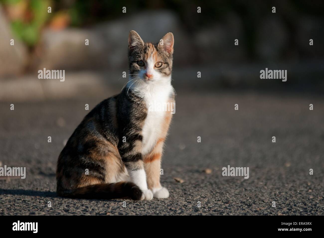 Sitzende katze -Fotos und -Bildmaterial in hoher Auflösung – Alamy