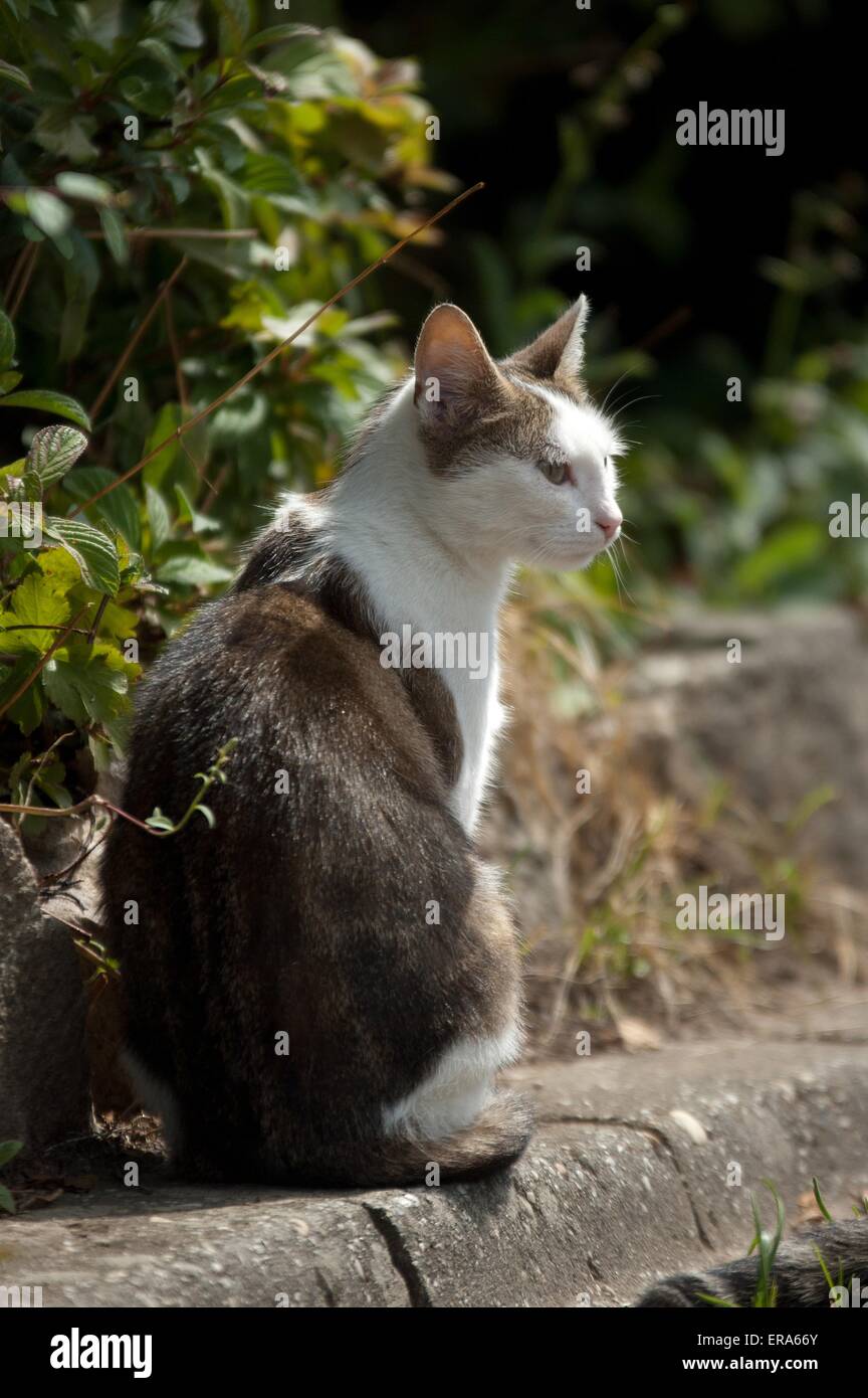Sitzende katze -Fotos und -Bildmaterial in hoher Auflösung – Alamy