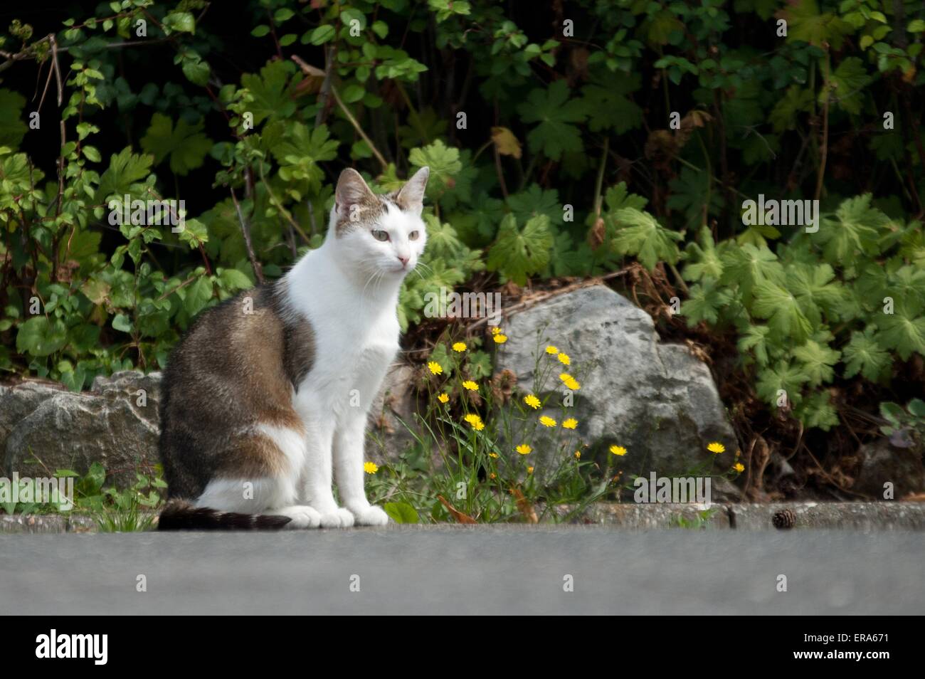 Sitzende katze -Fotos und -Bildmaterial in hoher Auflösung – Alamy