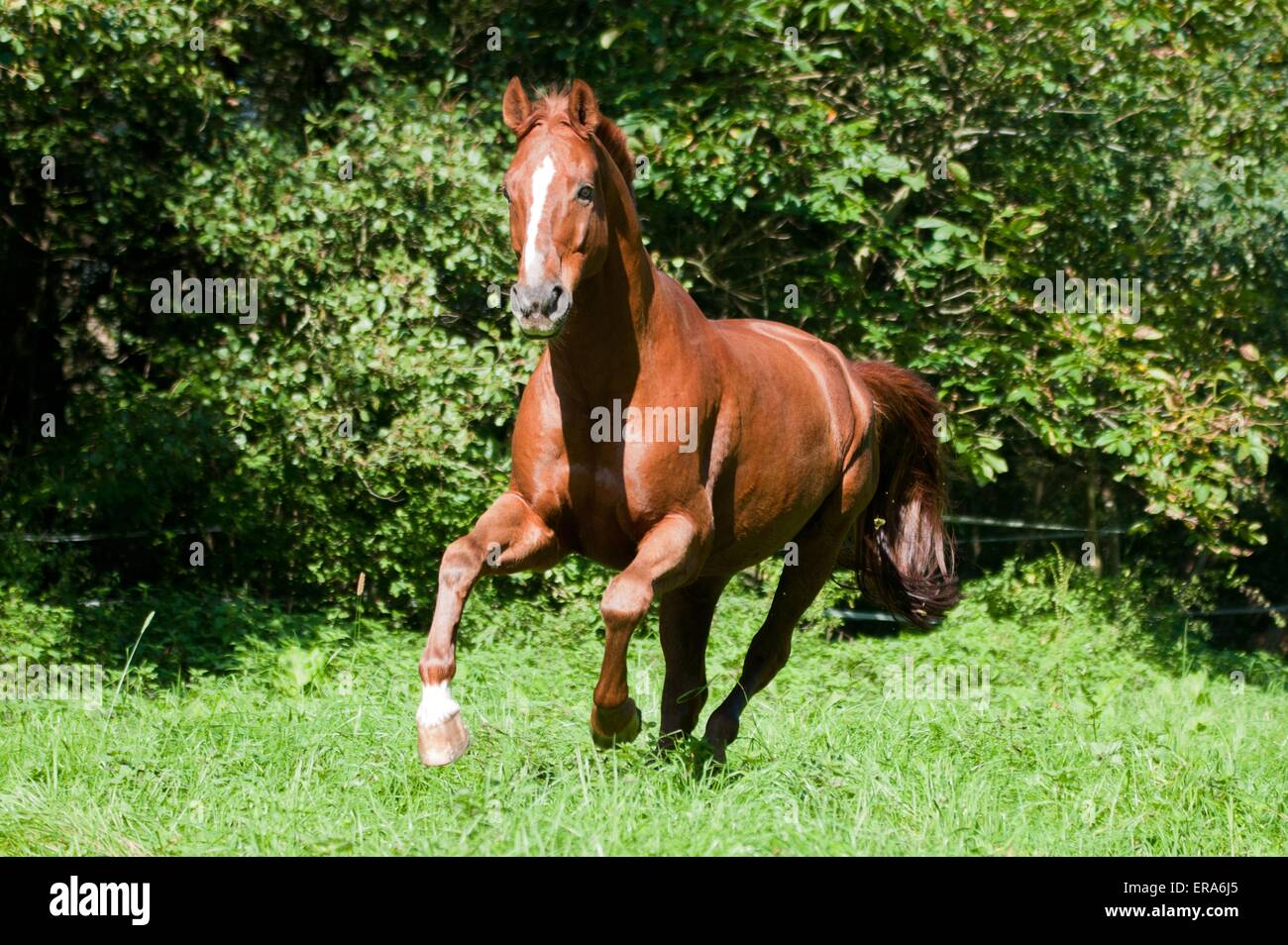 Hannoveraner im Galopp Stockfotografie - Alamy