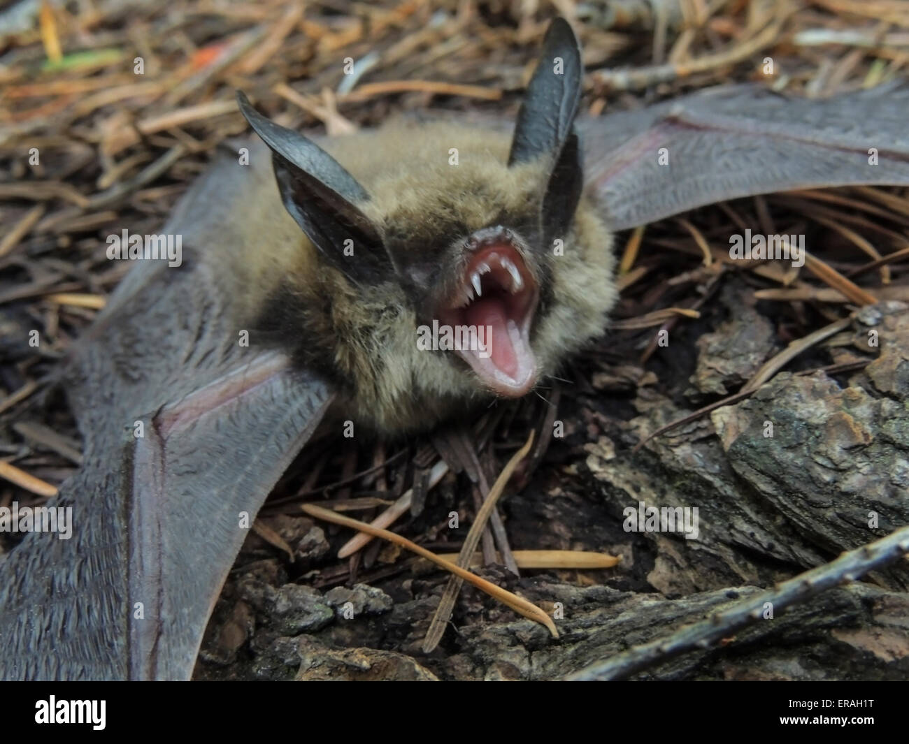 Große fledermaus -Fotos und -Bildmaterial in hoher Auflösung – Alamy