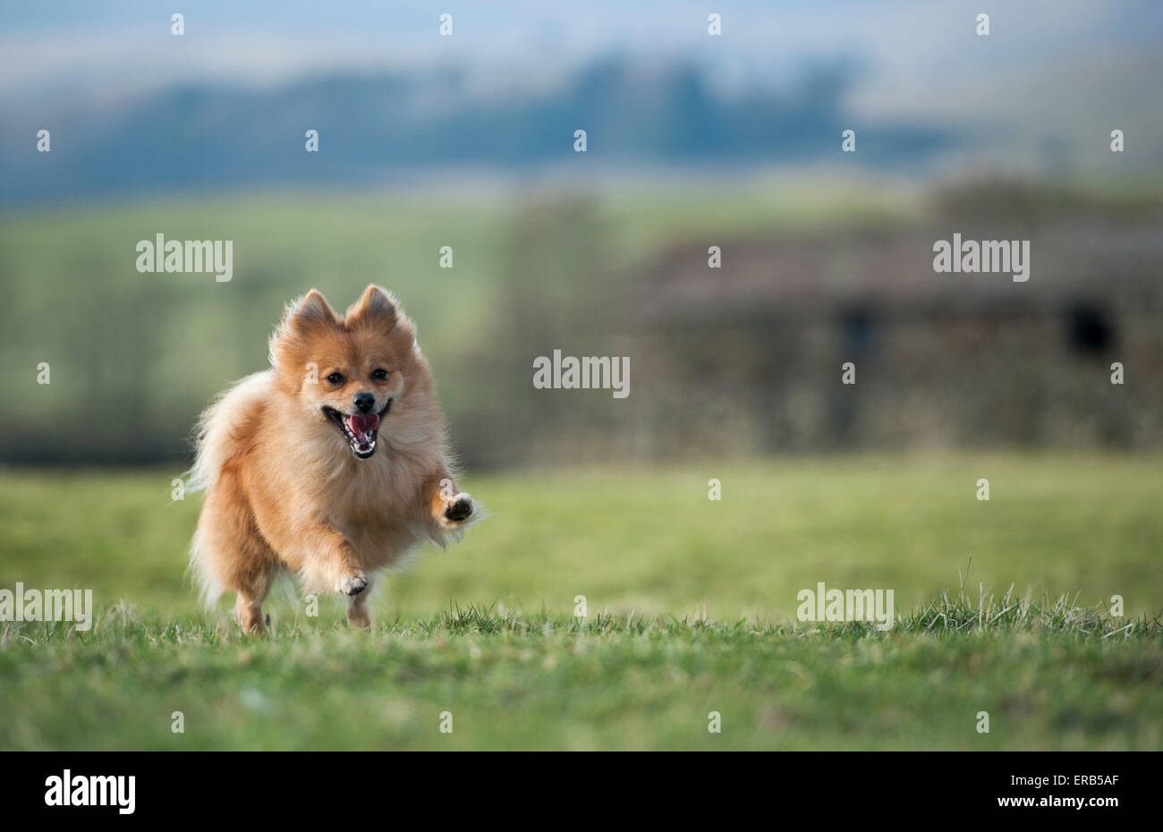 Deutscher spitzhund -Fotos und -Bildmaterial in hoher Auflösung – Alamy
