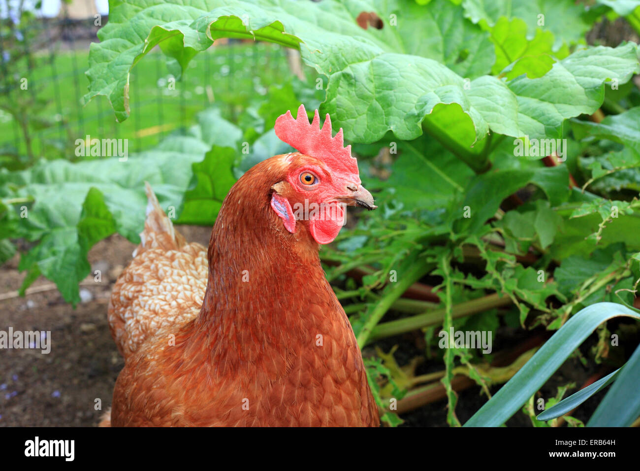 Hybrid pet Huhn in Garten Stockfotografie - Alamy