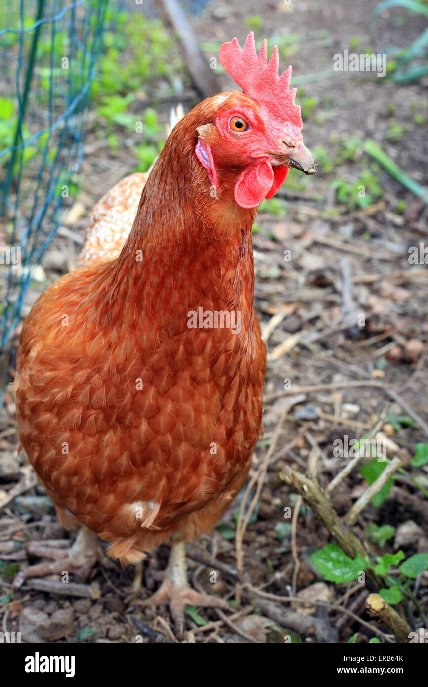 Hybrid chickens -Fotos und -Bildmaterial in hoher Auflösung – Alamy