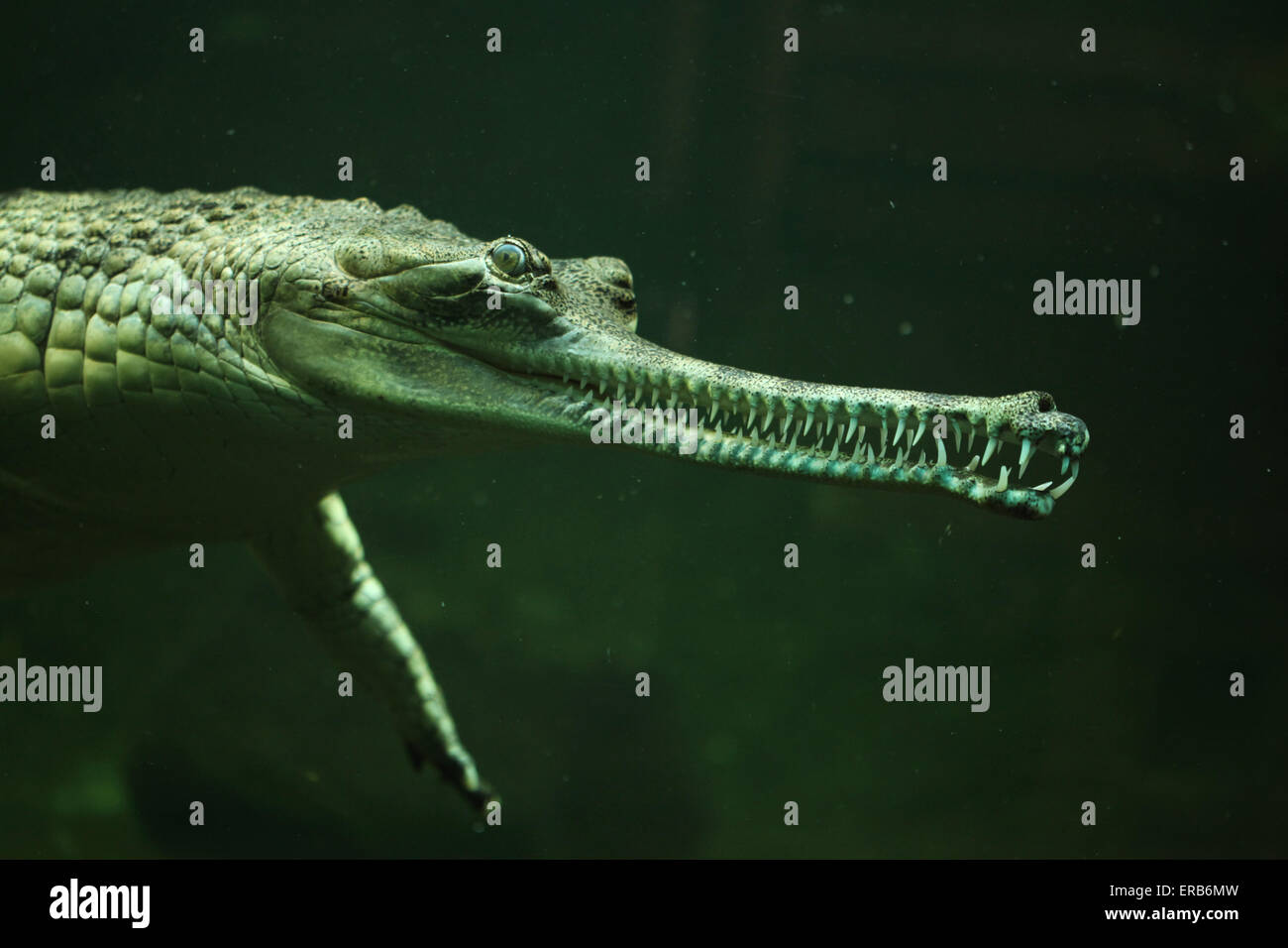 Gavialis Gangeticus Stockfotos und -bilder Kaufen - Alamy