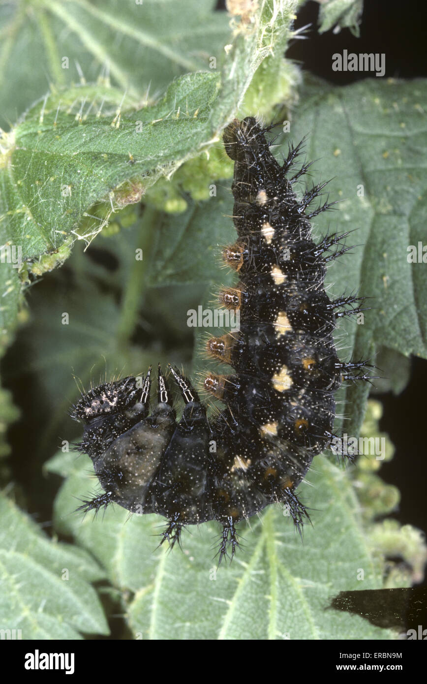 Schmetterlingsraupe admiral -Fotos und -Bildmaterial in hoher Auflösung ...