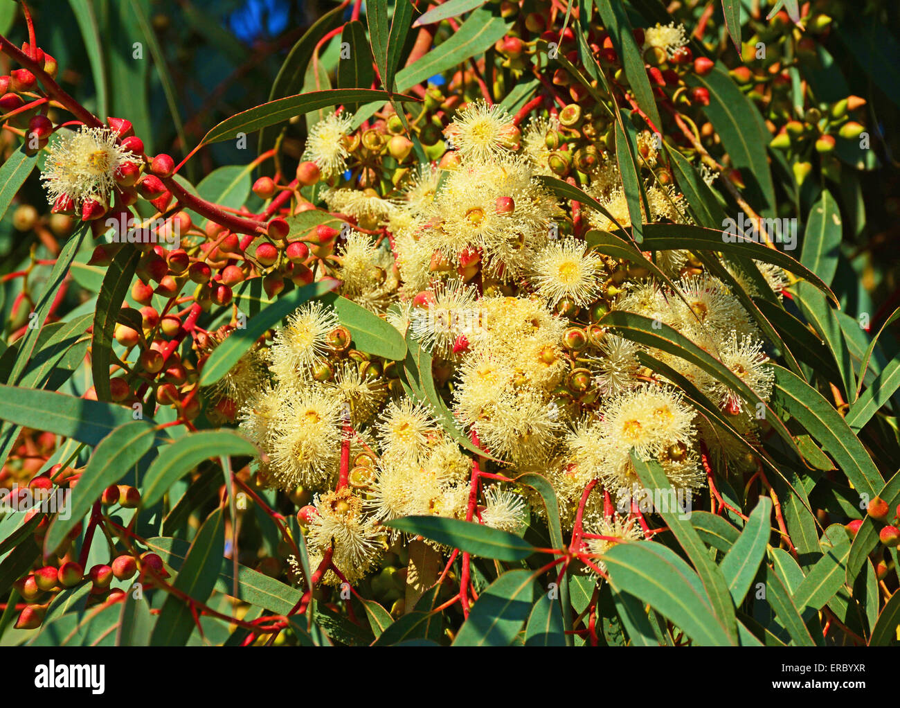 Eukalyptus Stockfotos und -bilder Kaufen - Alamy
