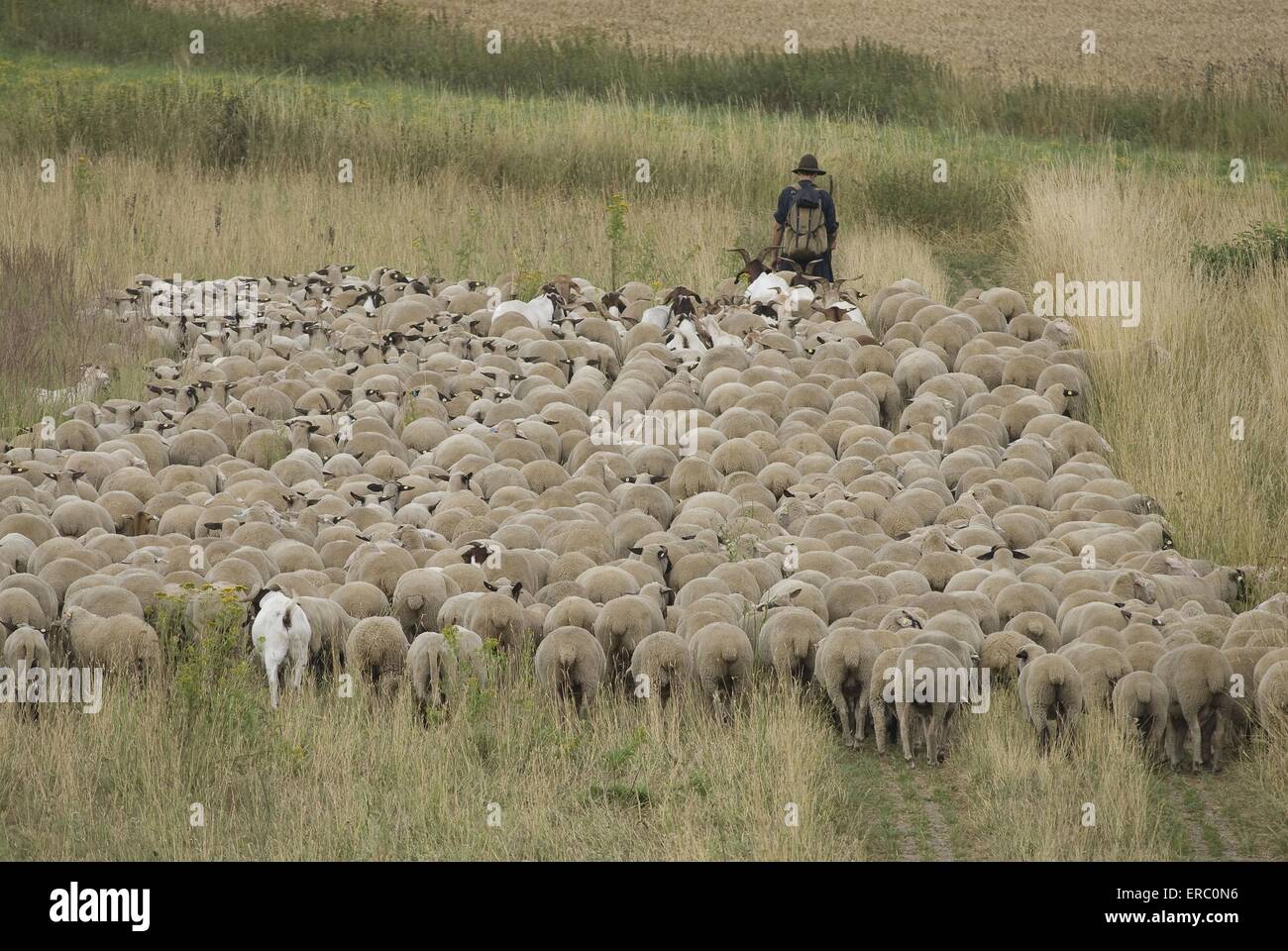 Hirte und schafe -Fotos und -Bildmaterial in hoher Auflösung – Alamy