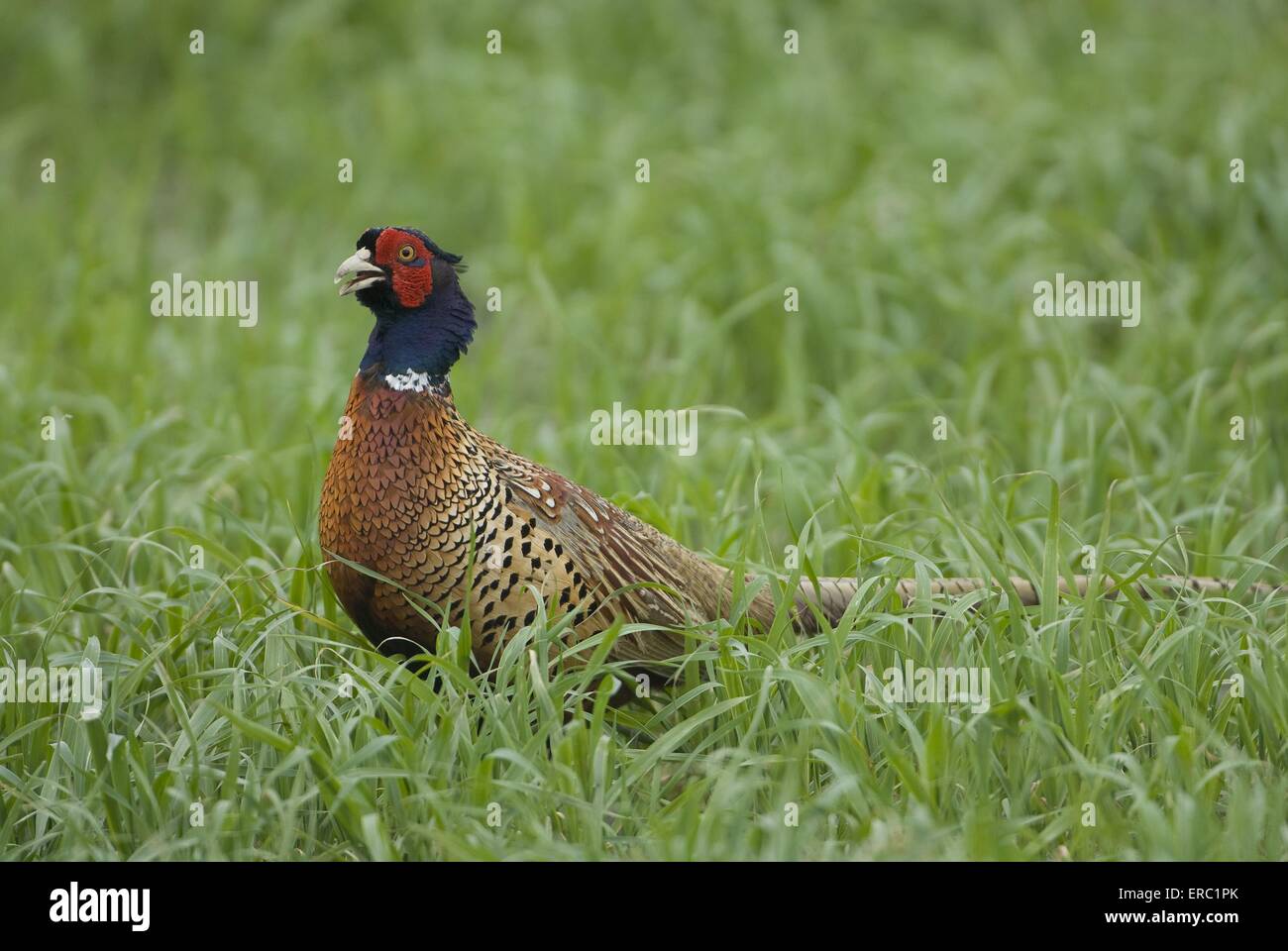 Common pheasant -Fotos und -Bildmaterial in hoher Auflösung – Alamy