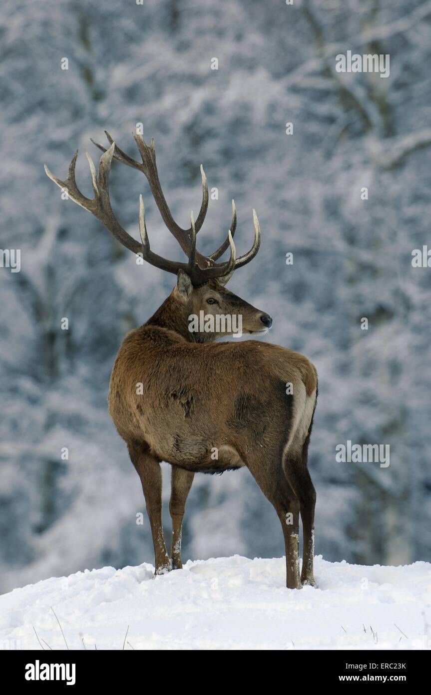 Hirsch und tut -Fotos und -Bildmaterial in hoher Auflösung – Alamy