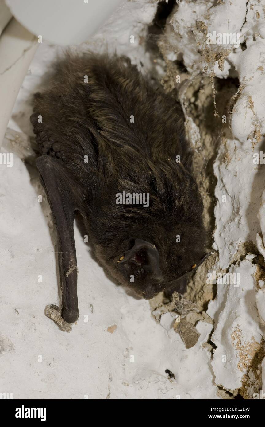 1 fledermaus -Fotos und -Bildmaterial in hoher Auflösung – Alamy