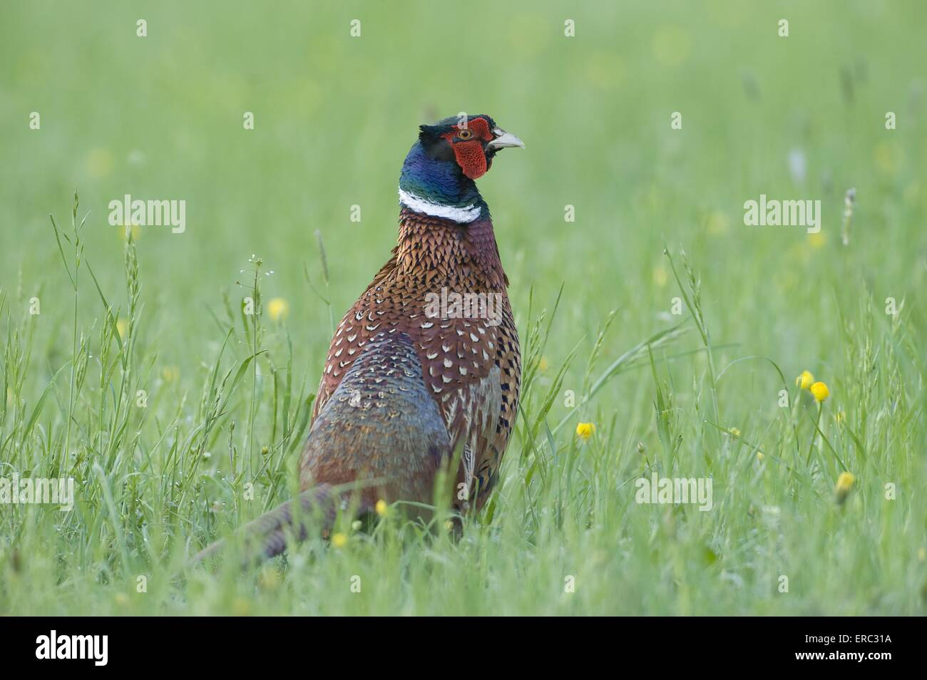 Fasan mit einem ringfasan -Fotos und -Bildmaterial in hoher Auflösung ...