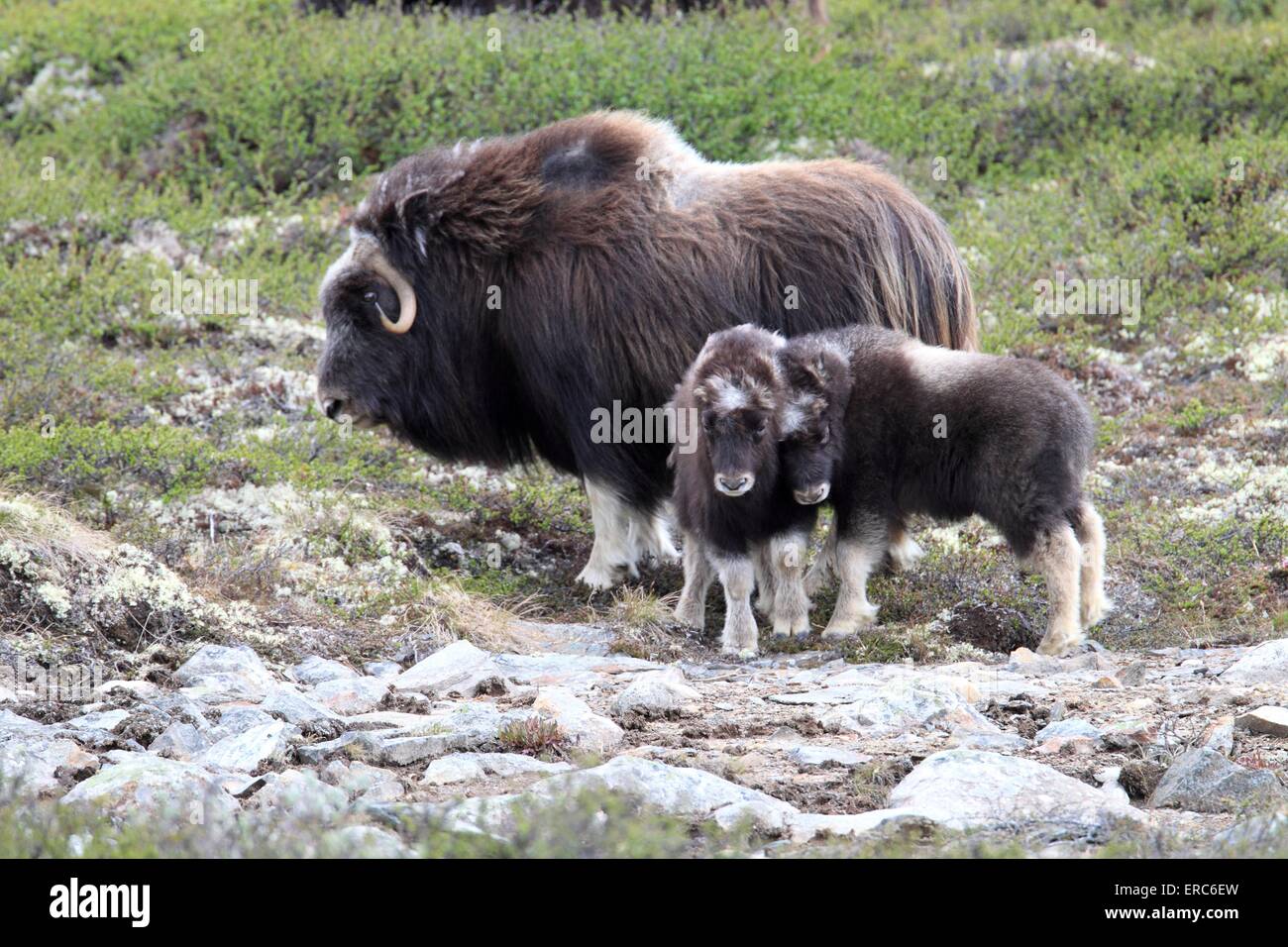 Die ochsensteine -Fotos und -Bildmaterial in hoher Auflösung – Alamy