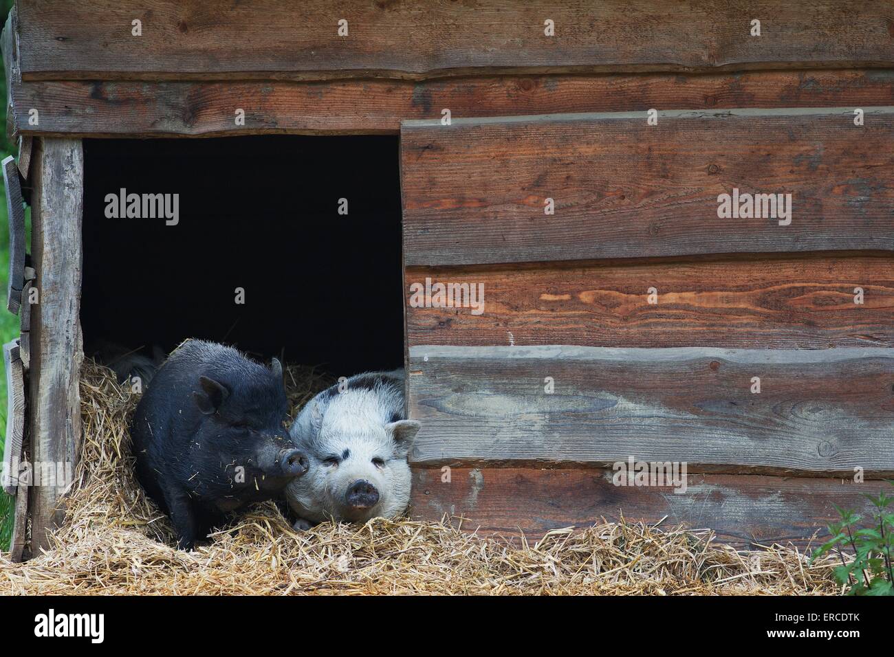 Freiluft schweinestall -Fotos und -Bildmaterial in hoher Auflösung – Alamy