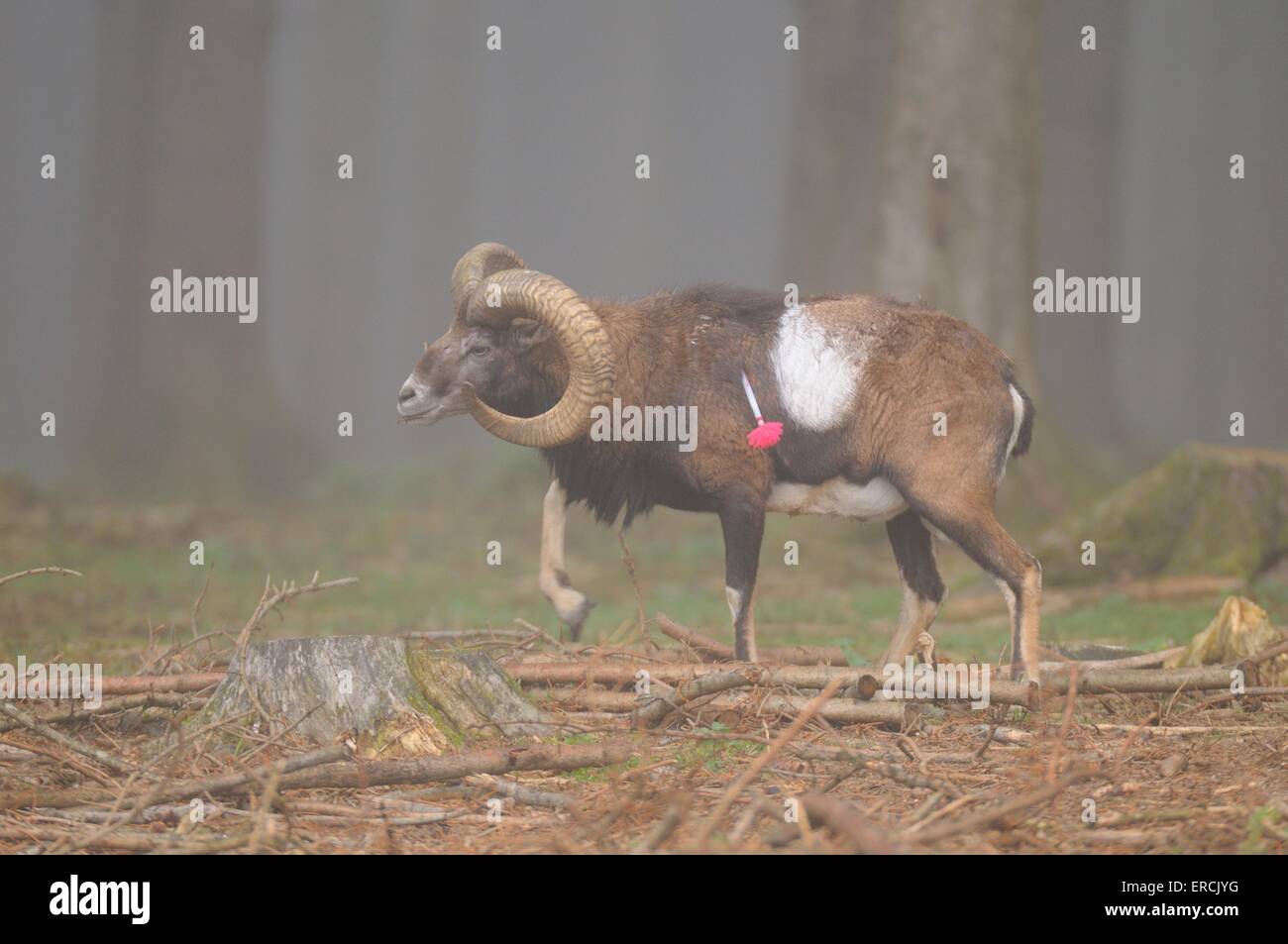 Mufflon ovis ammon musimon wild -Fotos und -Bildmaterial in hoher ...