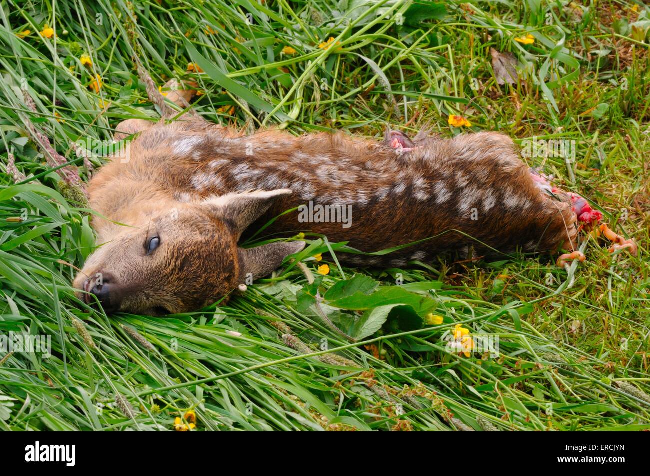 Toter hirsch -Fotos und -Bildmaterial in hoher Auflösung – Alamy