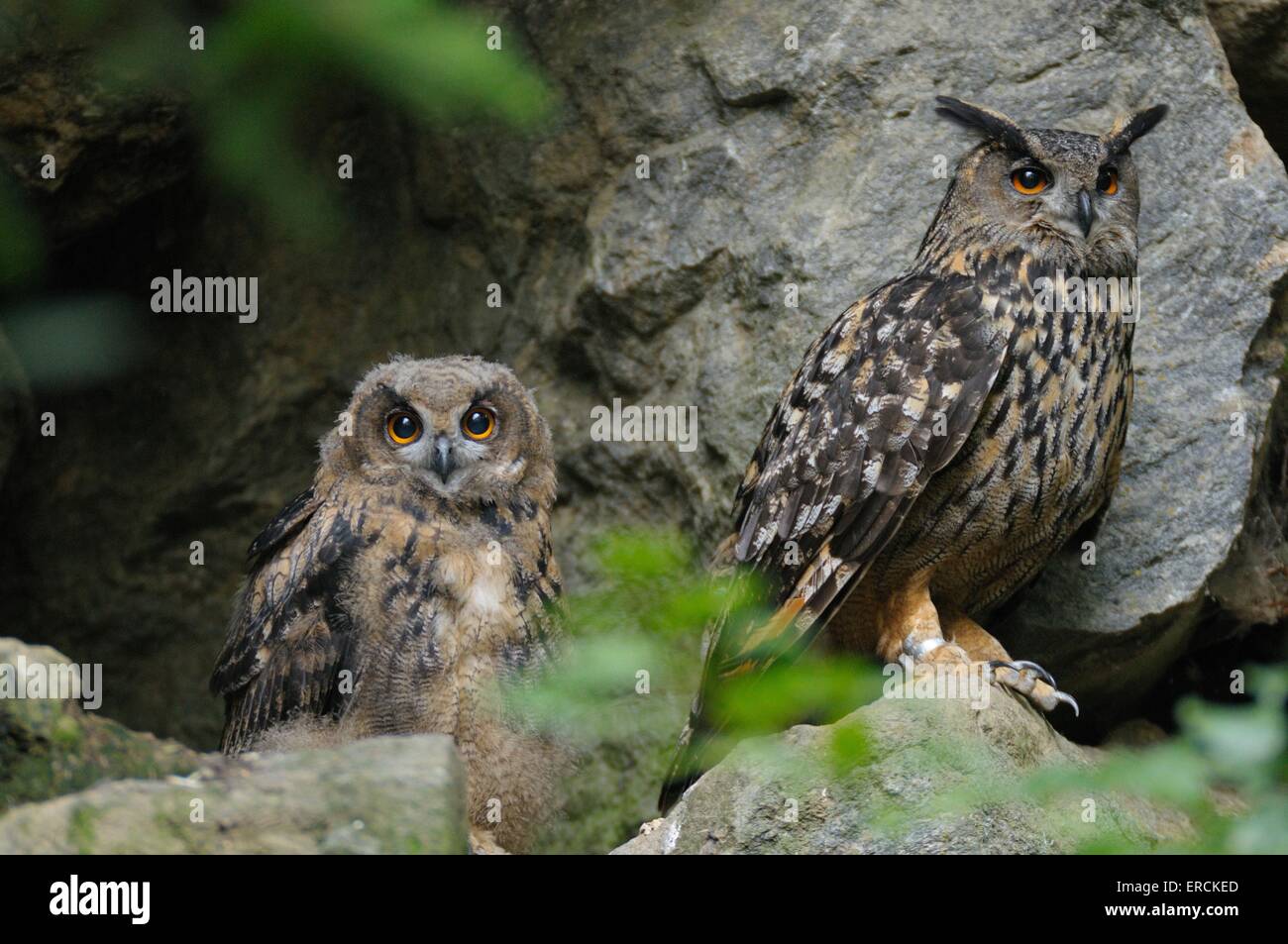 Die uhus -Fotos und -Bildmaterial in hoher Auflösung – Alamy