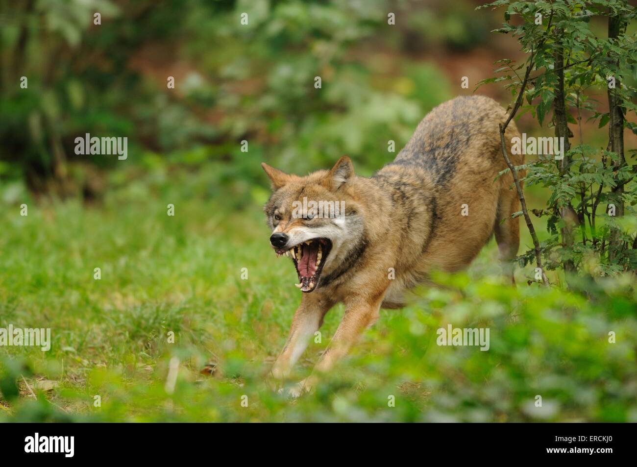 Grey wolf canis lupus stretching -Fotos und -Bildmaterial in hoher Auflösung – Alamy