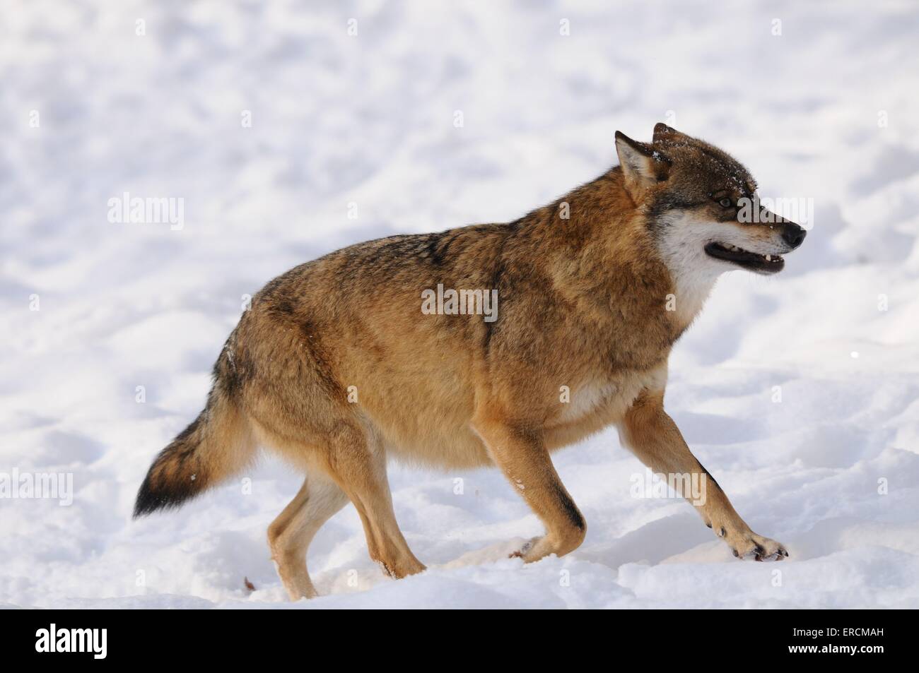 Mit den wölfen rennen -Fotos und -Bildmaterial in hoher Auflösung – Alamy