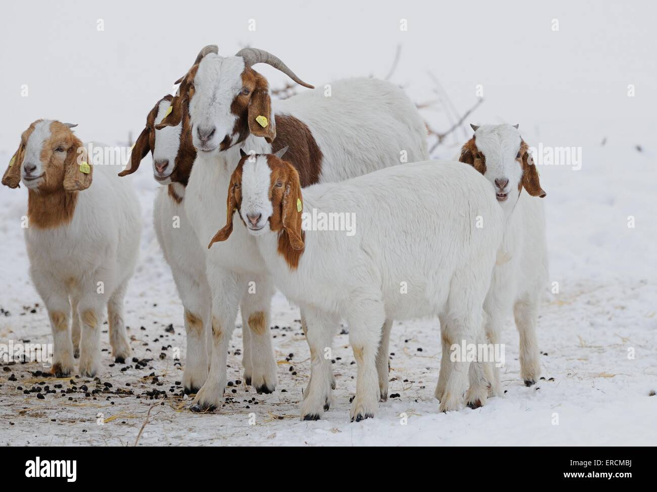 Vier horn ziege capra hircus -Fotos und -Bildmaterial in hoher ...