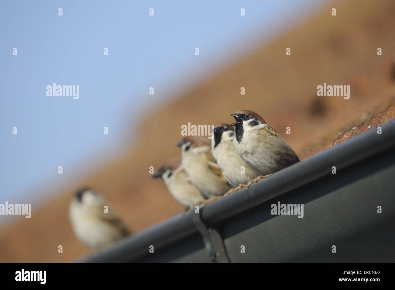 Haus sperlinge -Fotos und -Bildmaterial in hoher Auflösung – Alamy