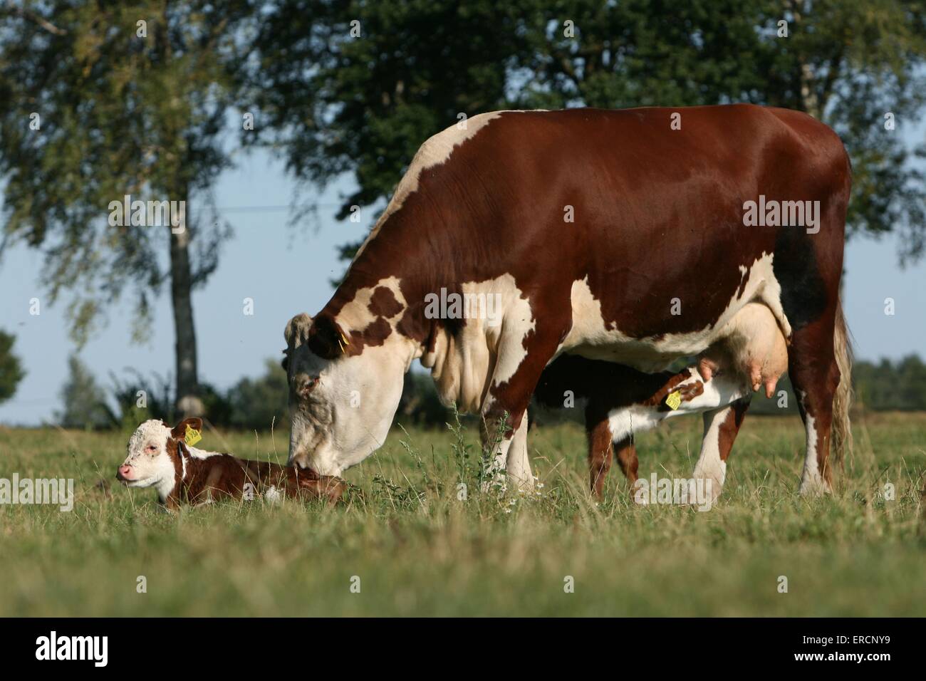 Rinder trinken -Fotos und -Bildmaterial in hoher Auflösung – Alamy