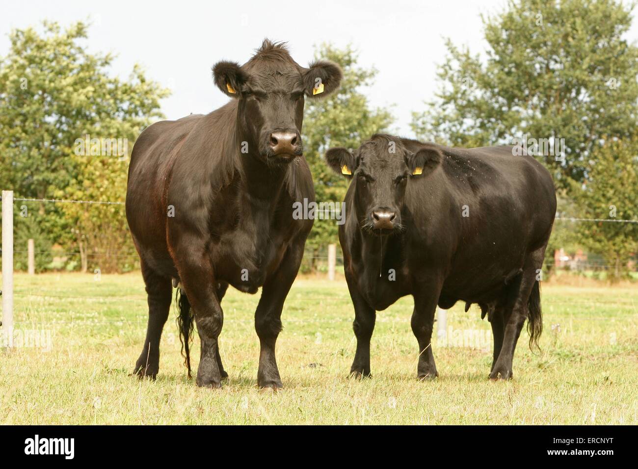 Welsh beef -Fotos und -Bildmaterial in hoher Auflösung – Alamy