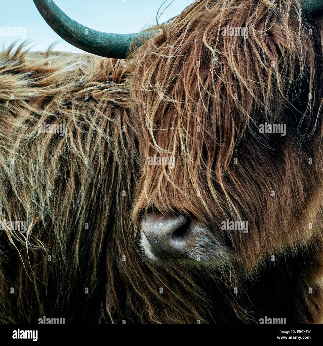 Zottelige blonde haare -Fotos und -Bildmaterial in hoher Auflösung – Alamy