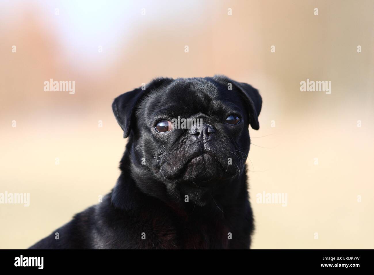 Schwarzer mops -Fotos und -Bildmaterial in hoher Auflösung – Alamy