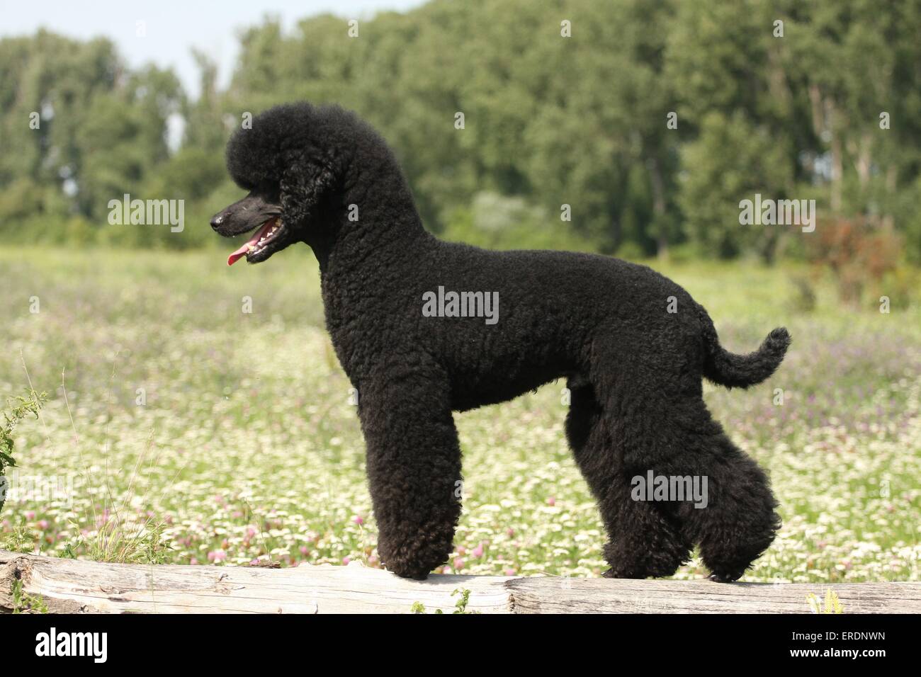 Schwarze Pudel Stockfotos und -bilder Kaufen - Alamy
