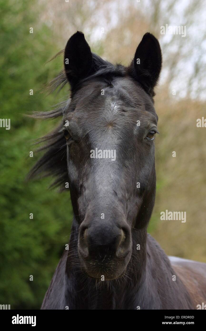 Schwarzes pferd -Fotos und -Bildmaterial in hoher Auflösung – Alamy