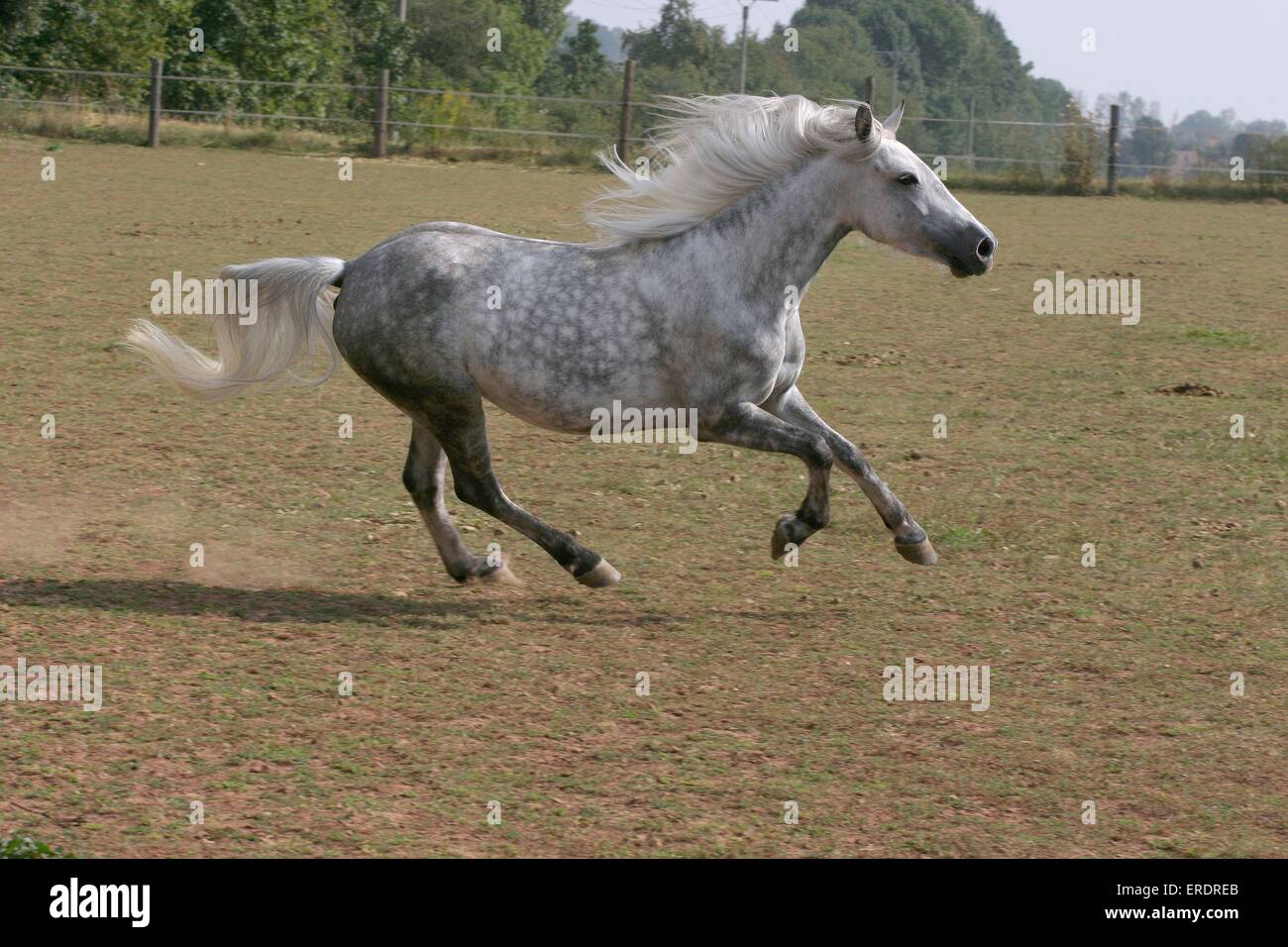 Galopp galoppierende rasse -Fotos und -Bildmaterial in hoher Auflösung ...