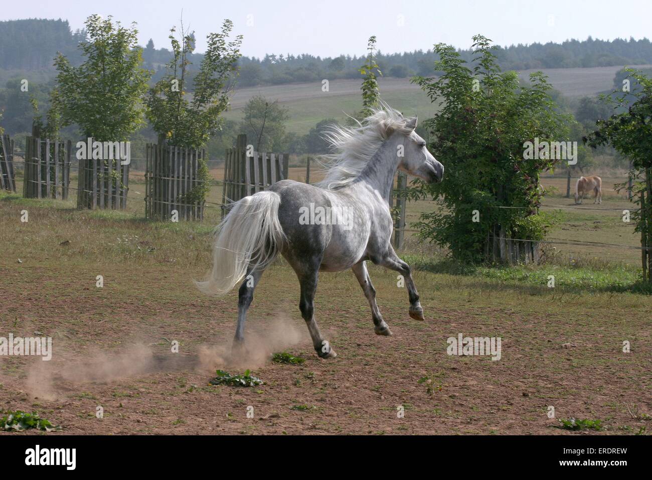 Galopp galoppierende rasse -Fotos und -Bildmaterial in hoher Auflösung ...
