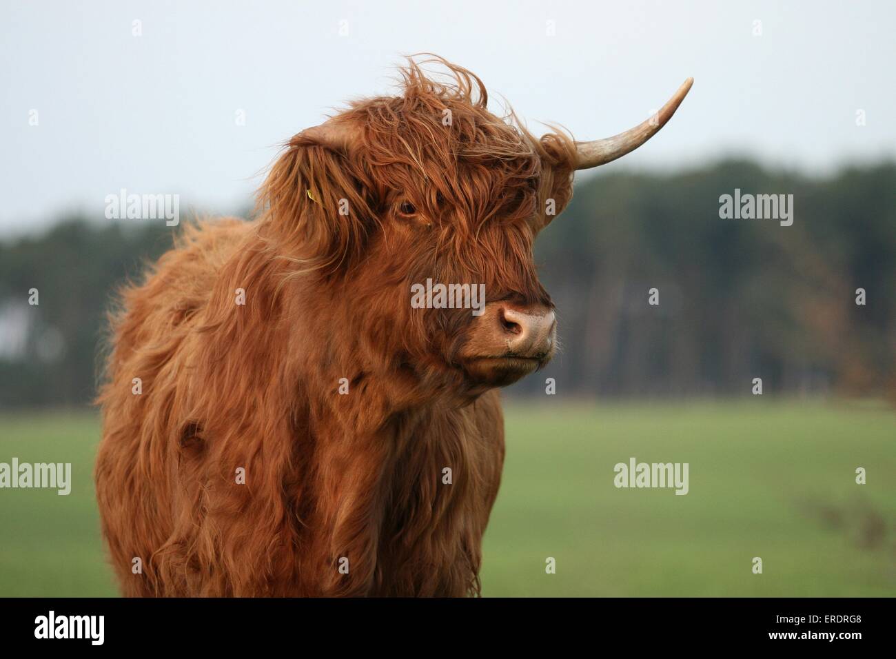 Kuh hochformat -Fotos und -Bildmaterial in hoher Auflösung – Alamy