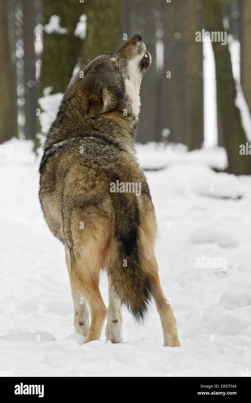 Hohes heulen -Fotos und -Bildmaterial in hoher Auflösung – Alamy