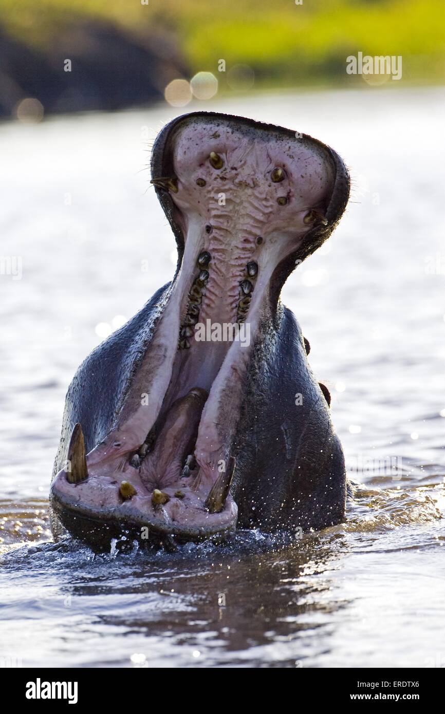 Nilpferd Frontal Stockfotos und -bilder Kaufen - Alamy