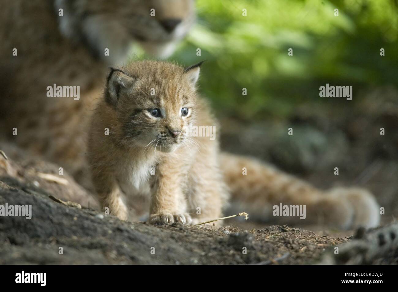 Luchs baby tier baby -Fotos und -Bildmaterial in hoher Auflösung – Alamy