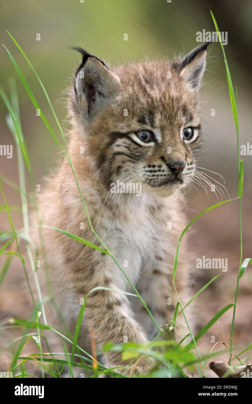 Luchs baby -Fotos und -Bildmaterial in hoher Auflösung – Alamy
