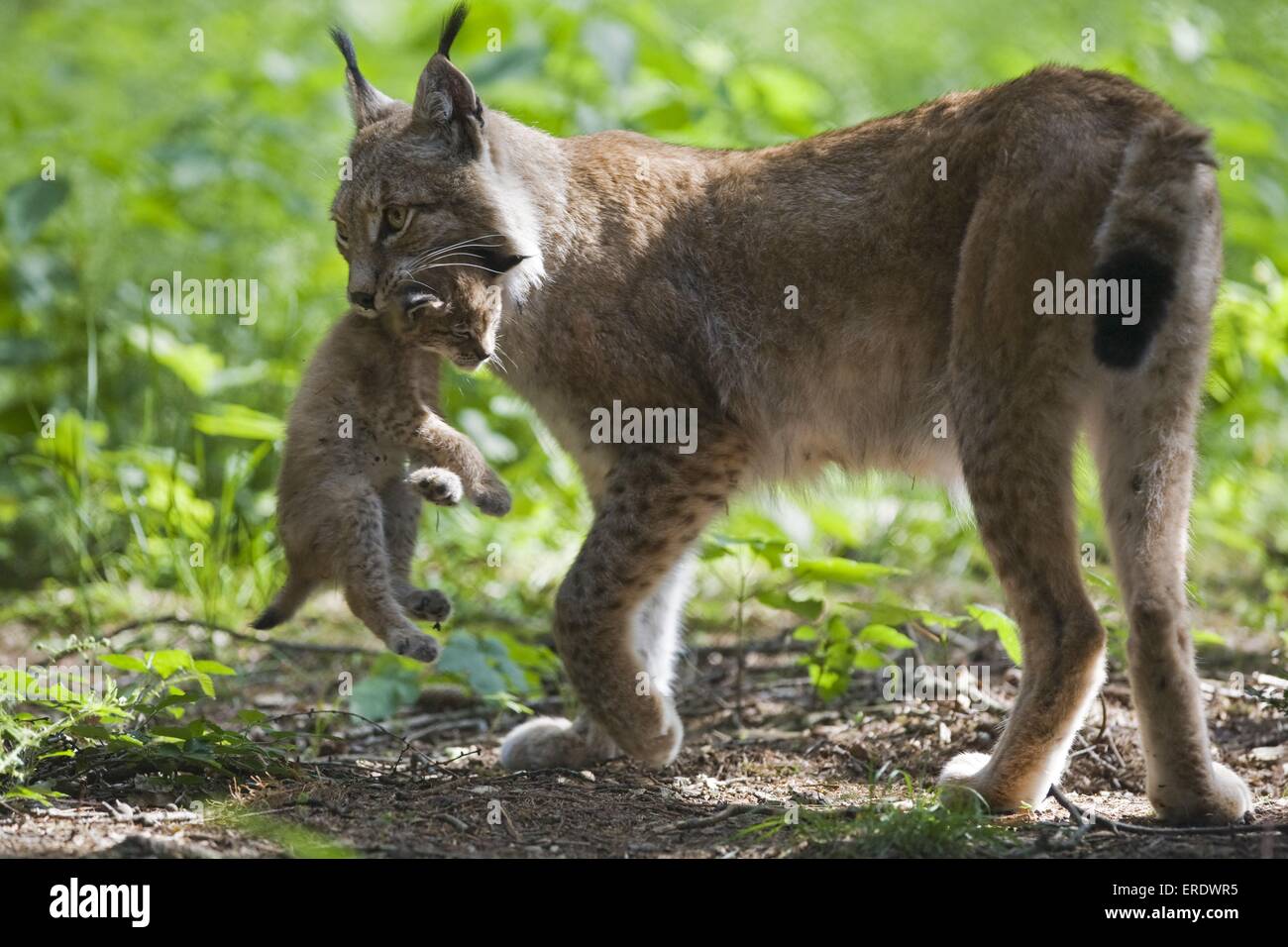 Luchs mutter mit baby -Fotos und -Bildmaterial in hoher Auflösung – Alamy